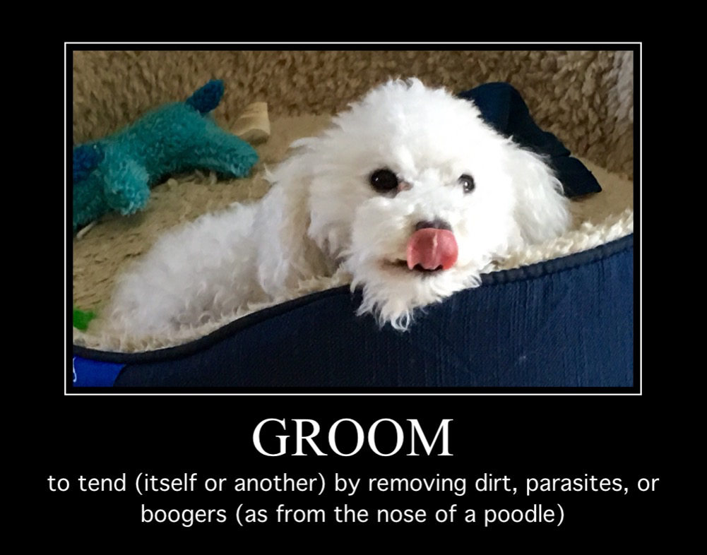 Zoe Meme #49: Groom | Walking Through This Together