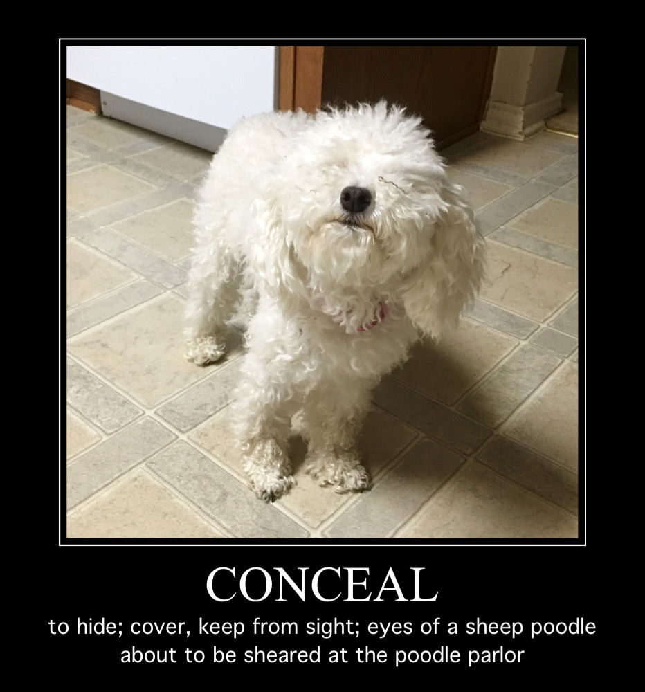 Zoe Meme #70: Conceal | Walking Through This Together