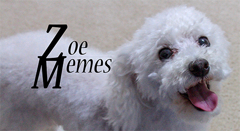 Zoe Meme #110: Abandon | Walking Through This Together